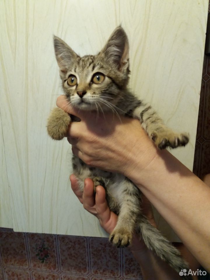 Котенок ищет свой дом