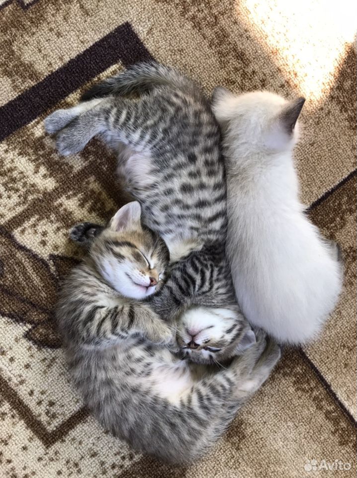 Котятки