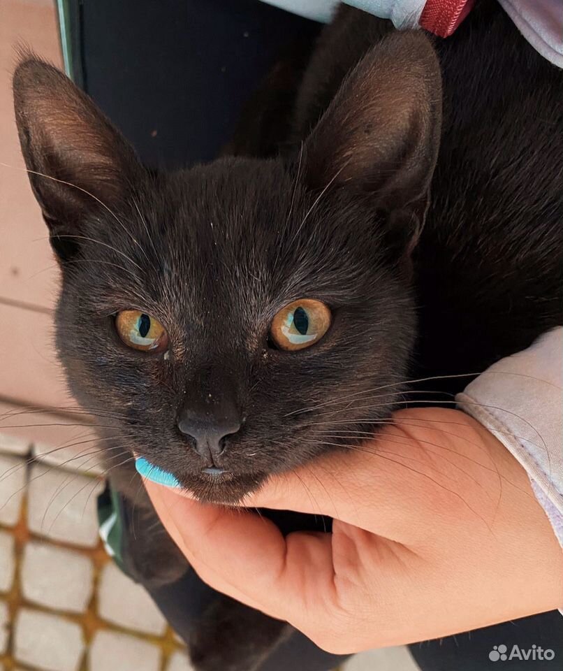 Потрясающая маленькая кошечка ищет семью