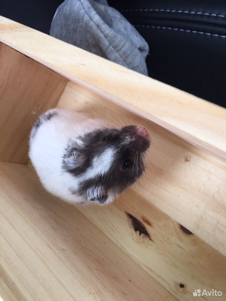 Сирийский хомячок