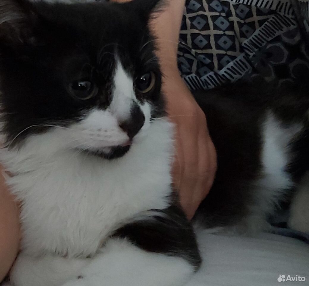Котенок мальчик, 5 месяцев. Ласковый и активный )
