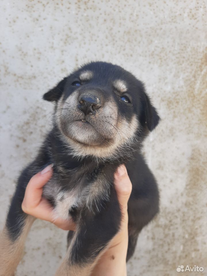 Малышата - в добрые ручки
