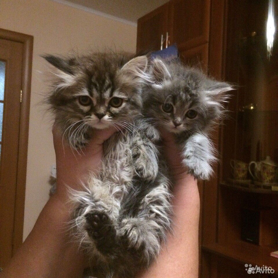 Милейшие персидские котята классики девчушки