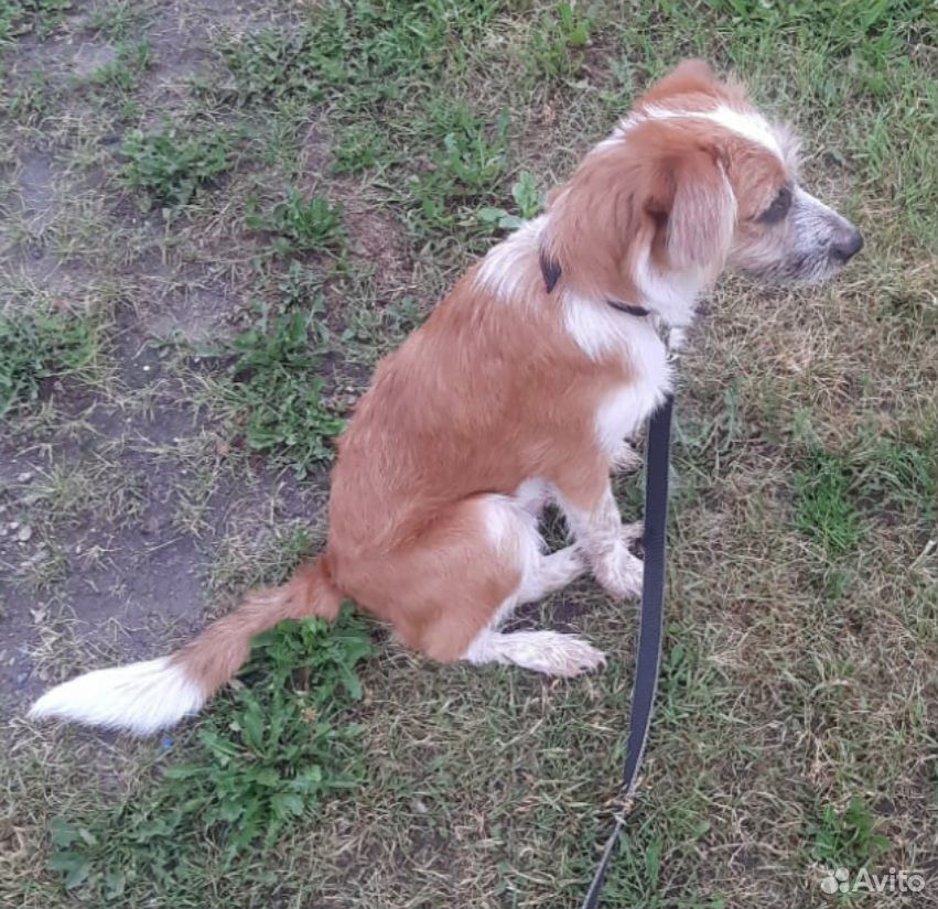 Метис аусси