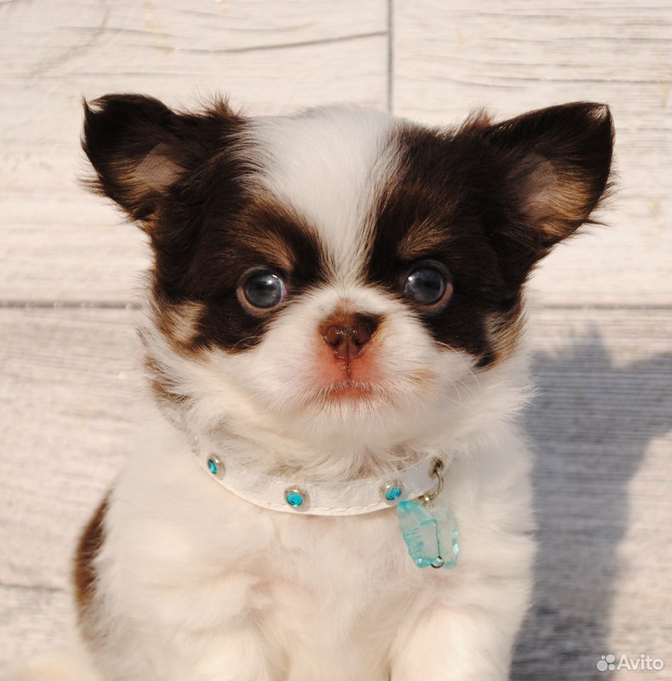 Шоколадный триколор малыш