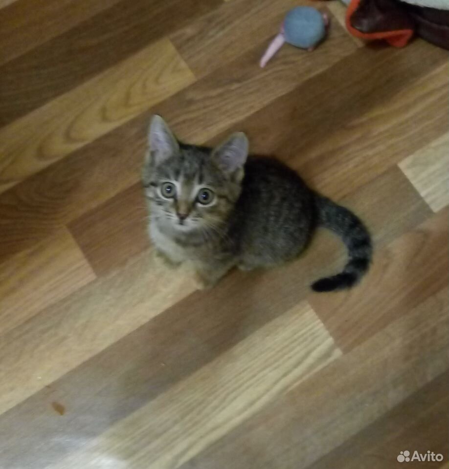 Кошечка