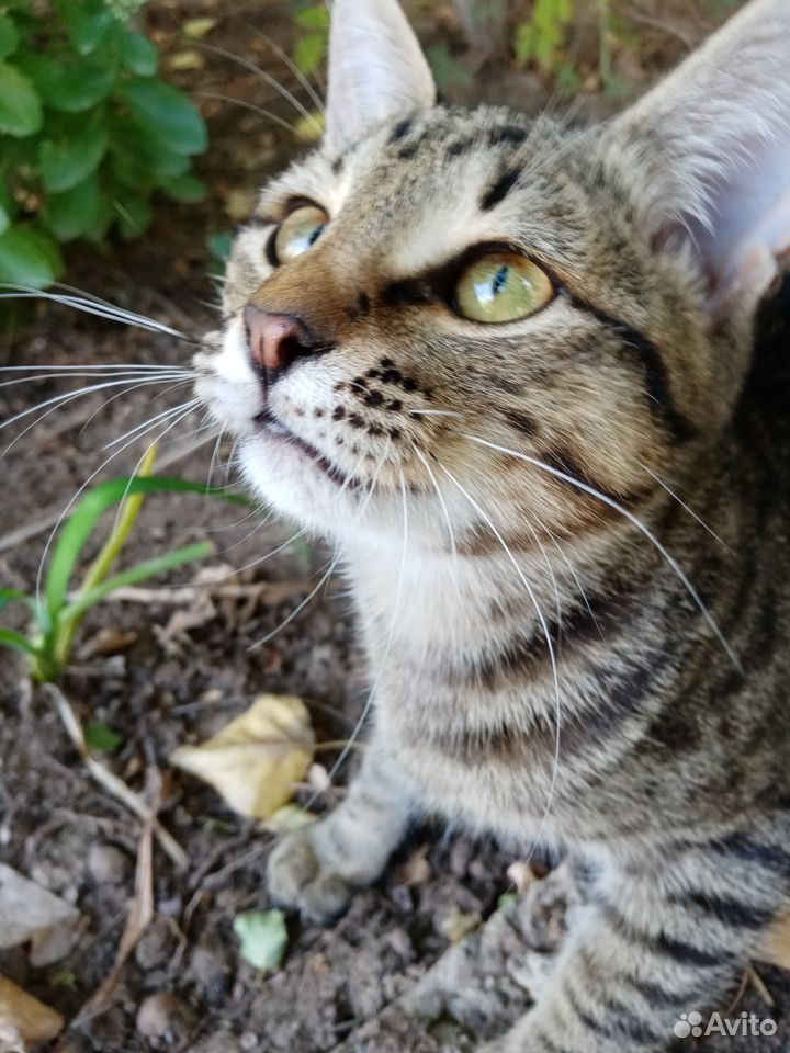 Кот тигра
