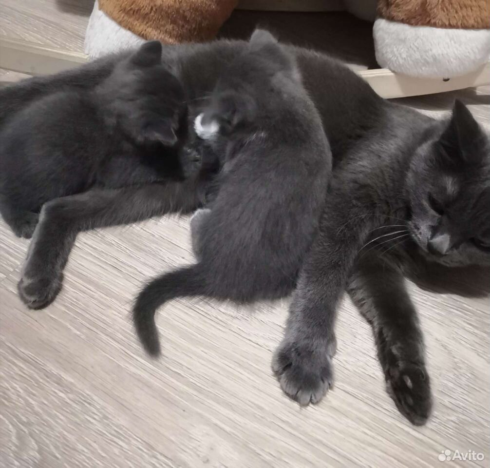 Русская голубая