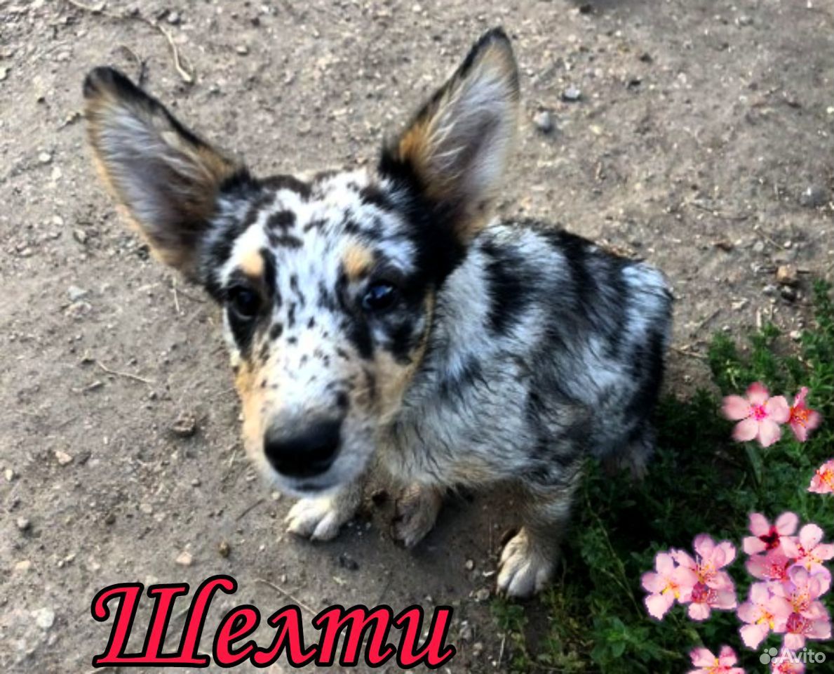 Щенок девочка 3 месяца. Небольшая