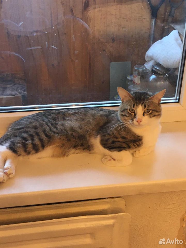 Кот в добрые руки