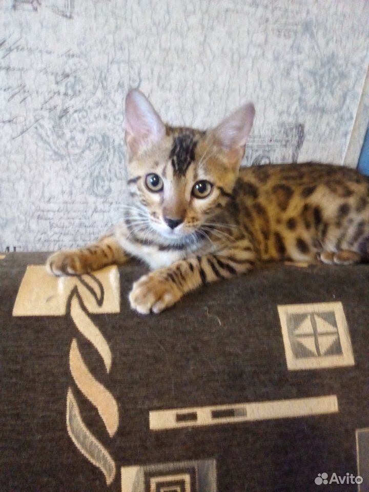 Бенгальская кошечка