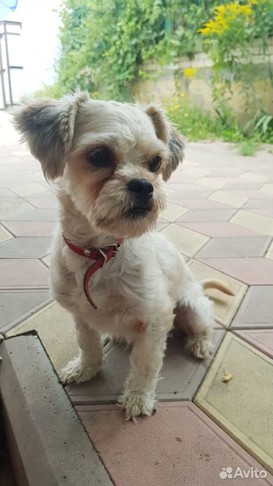 Ищет дом мелкая Собачка Бонечка