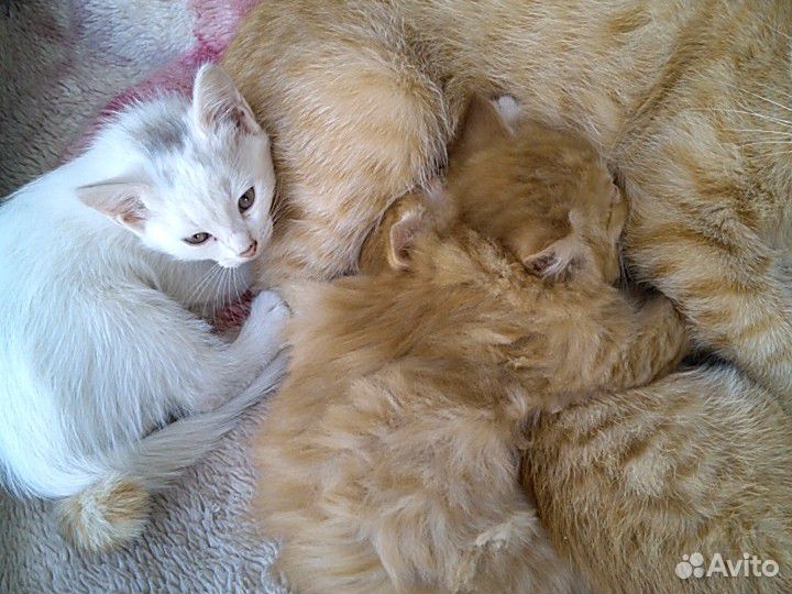 Отдам котят