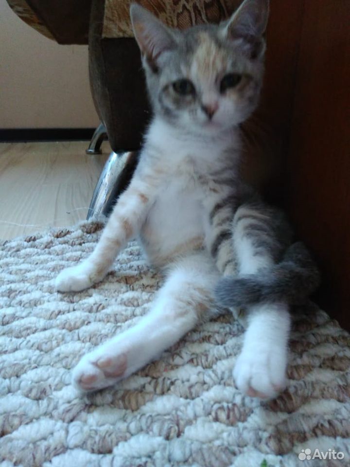 Котенок бесплатно мраморный на серебре трехцветный