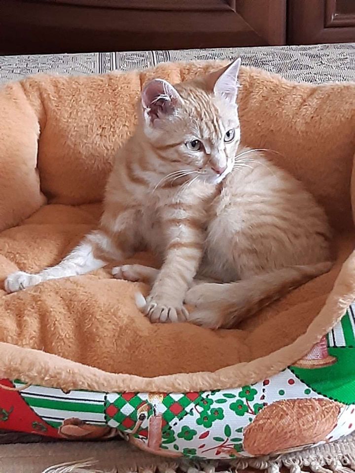 Котики, 3.5 месяца