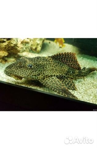 Сом в добрые руки