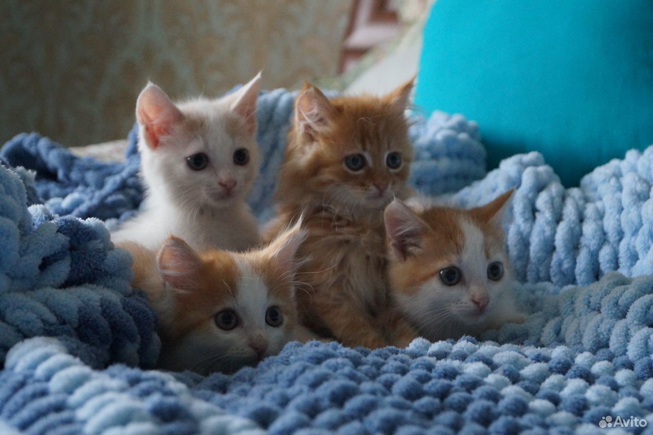 Котята в добрые руки