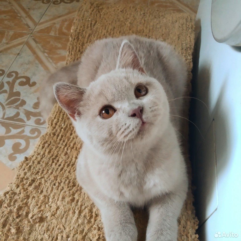 Британская кошка лиловая