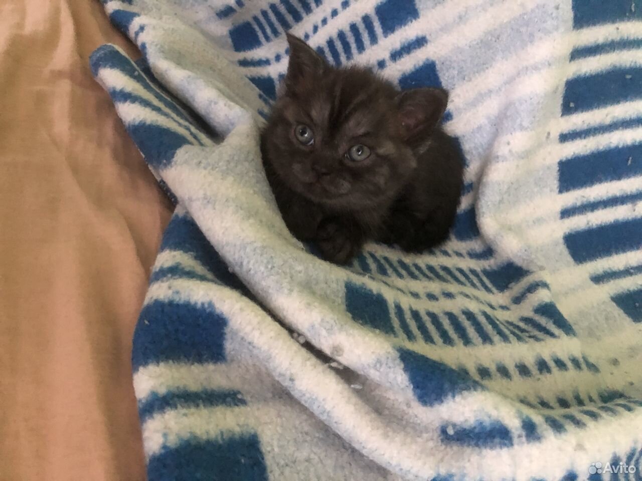 Котята британцы