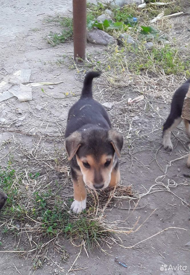 В добрые руки