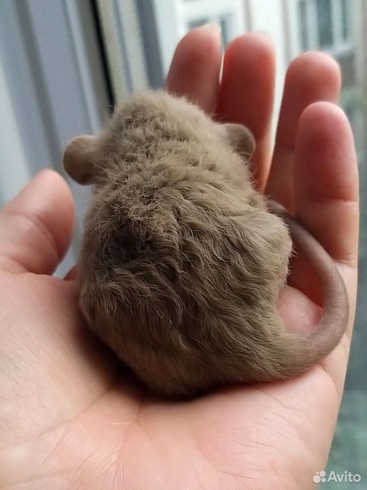 Крысята дамбо мальчик бурмиз рекс