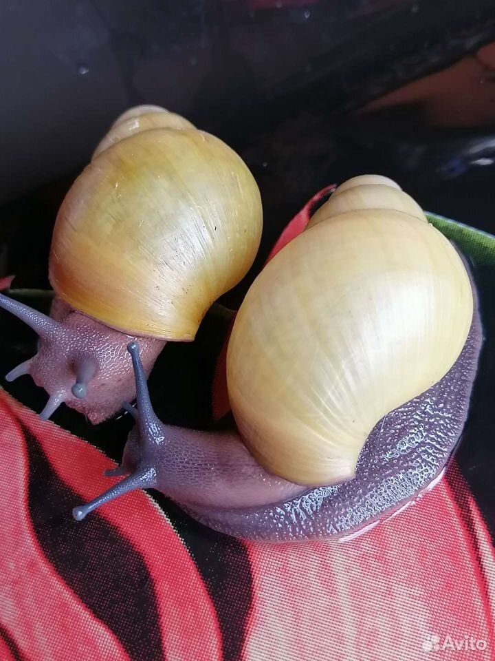 Улитки Кросс Ривер(Иктерики)