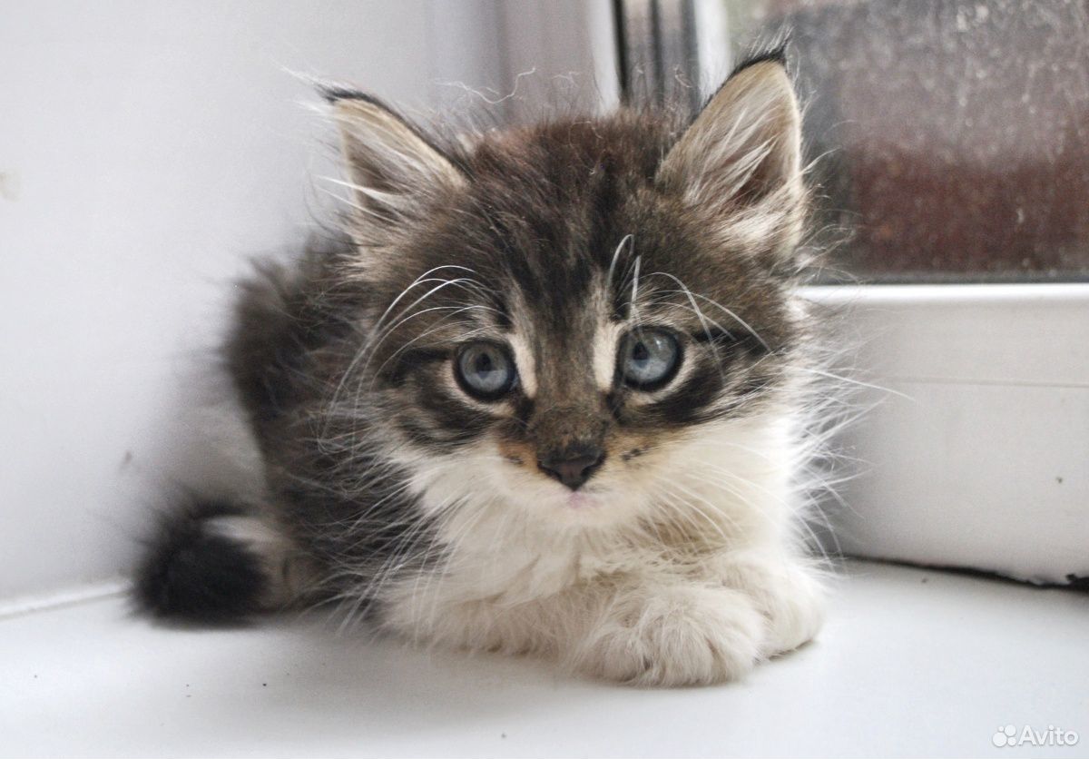 Котёнок бесплатно