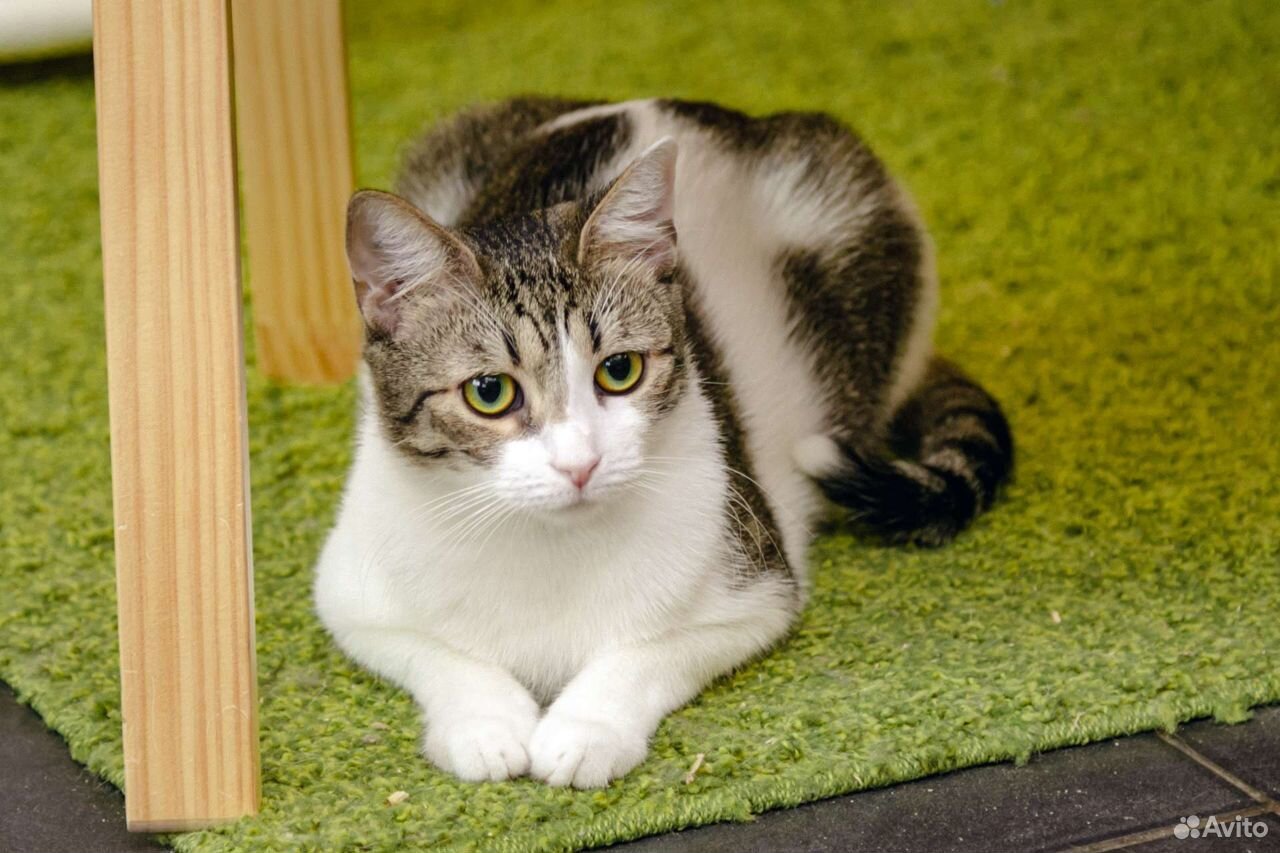 Лора ищет дом