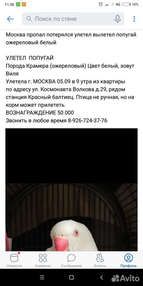 Ожереловый попугай