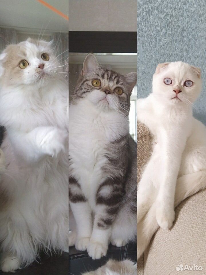 Взрослые котики из питомника