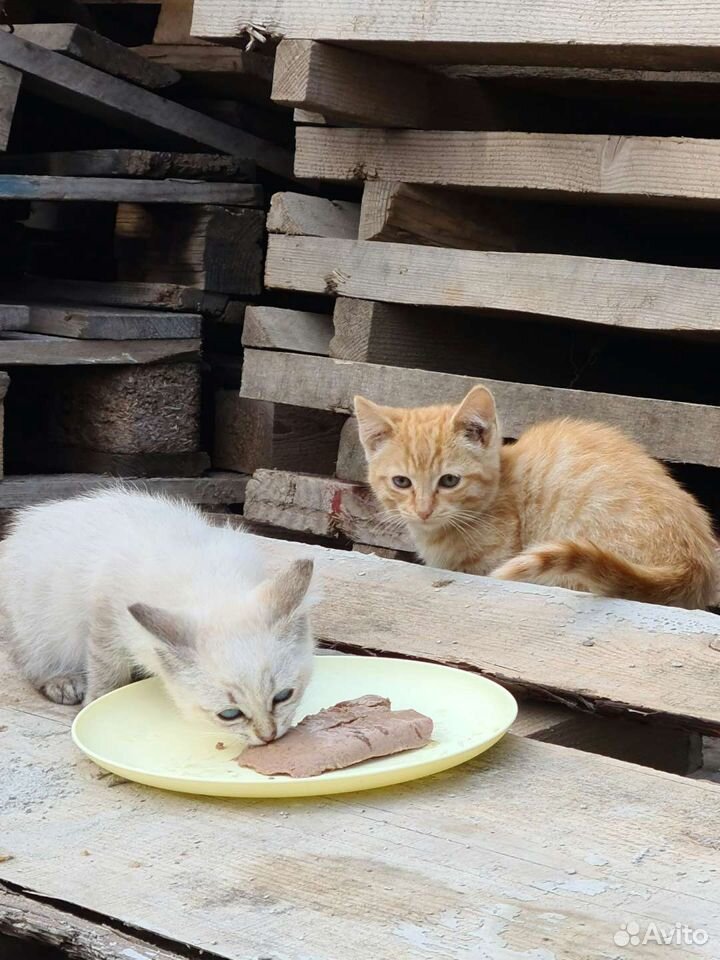 Отдадим красивых котят