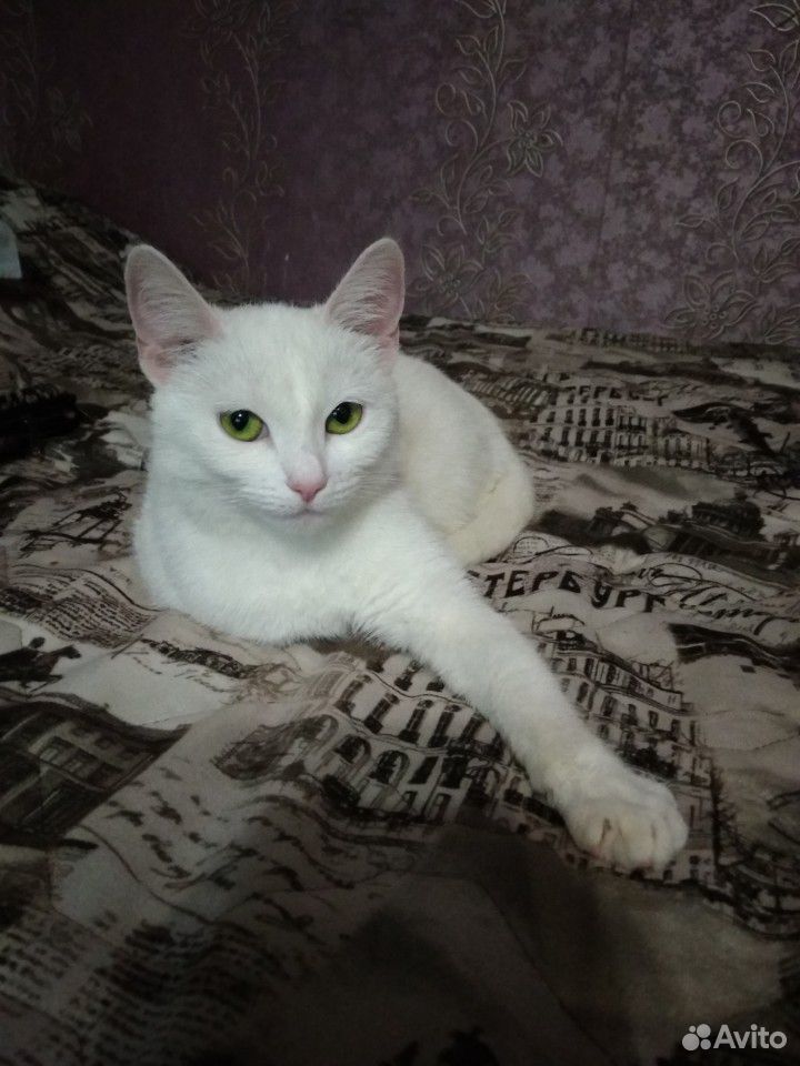 Турецкая ангора