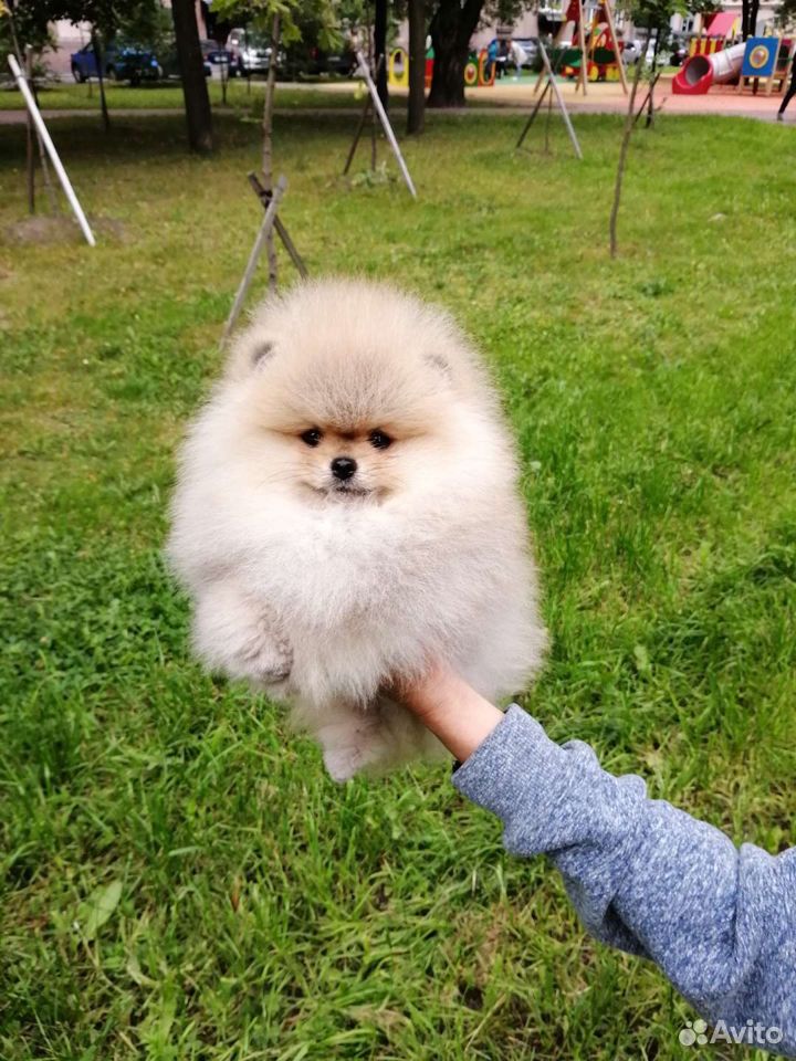 Мальчик померанец