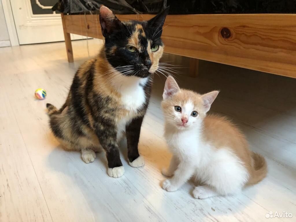 Котята от многоцветной кошки