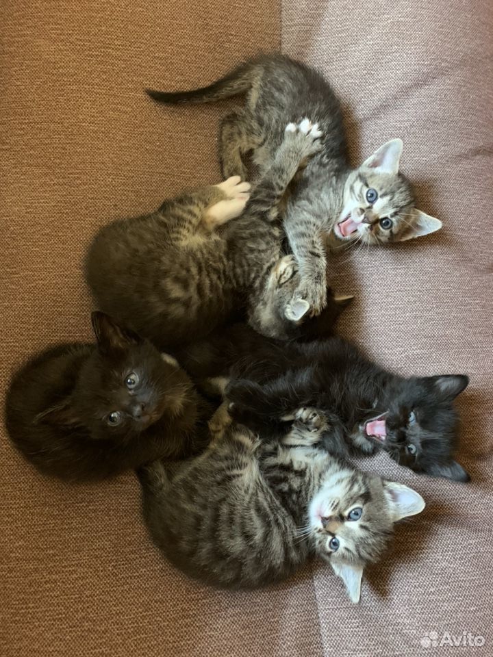 Котята В добрые руки