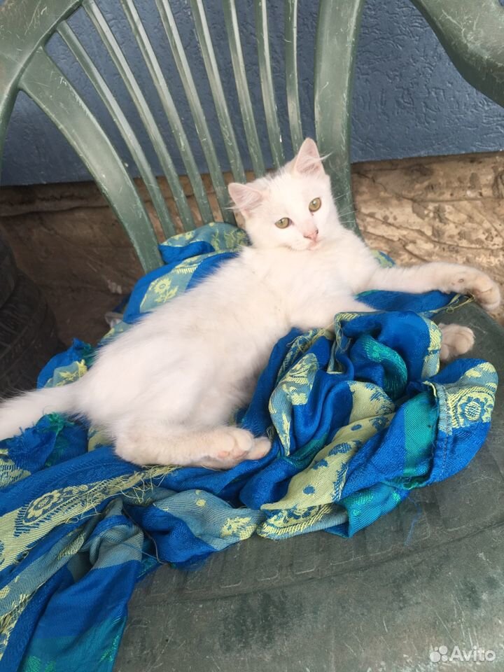 Котята