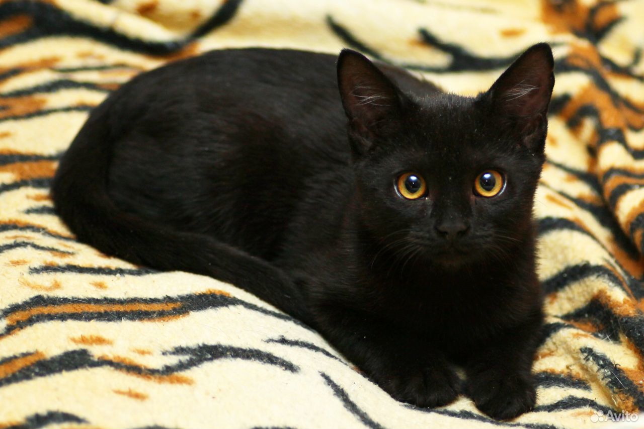 Блэк ищет дом