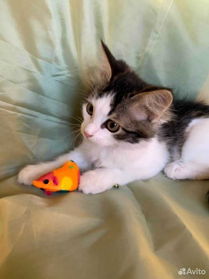 Котёнок девочка в поисках дома