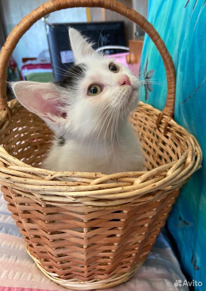 Корзинка Счастья