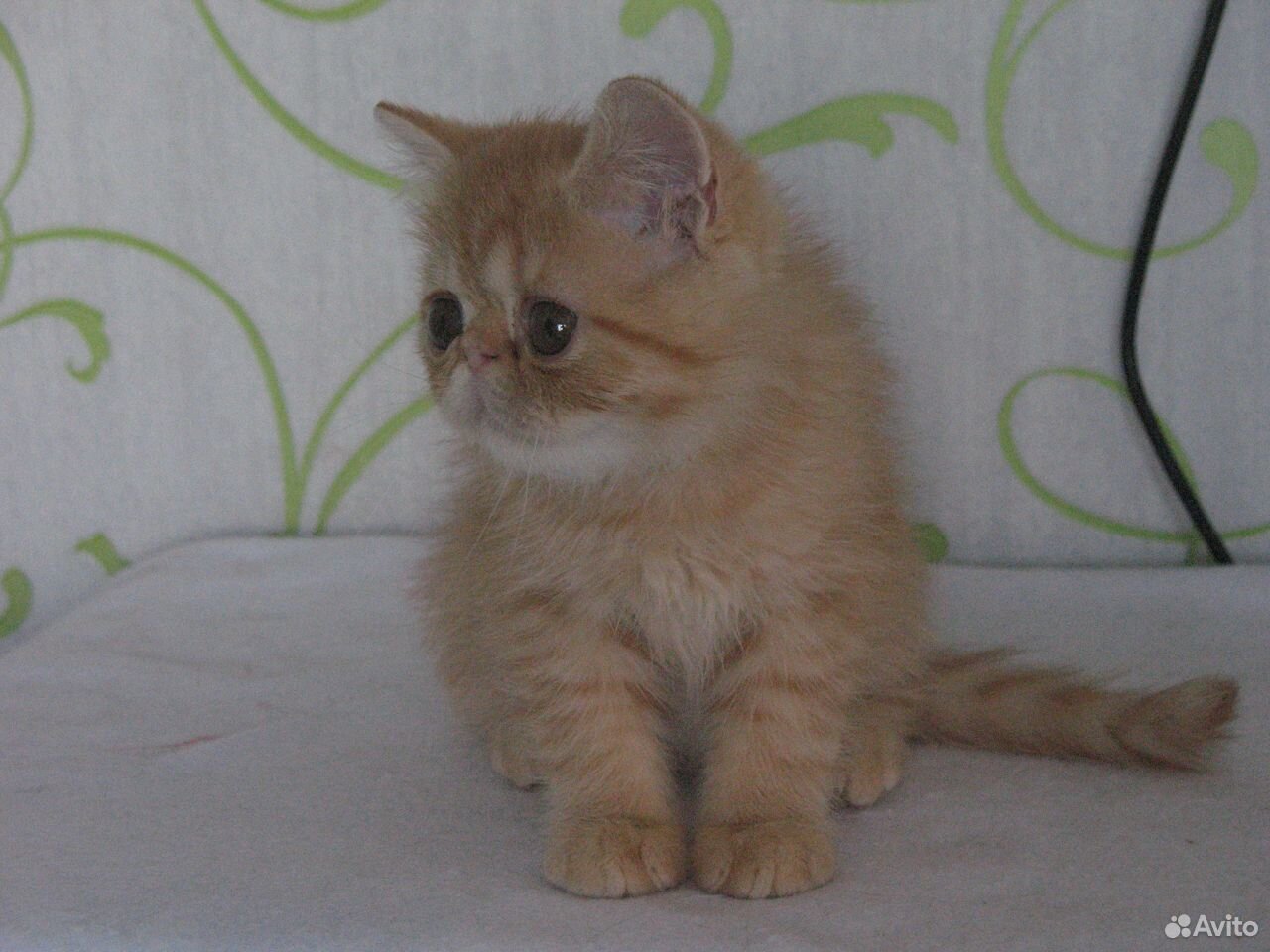 Котик красный табби