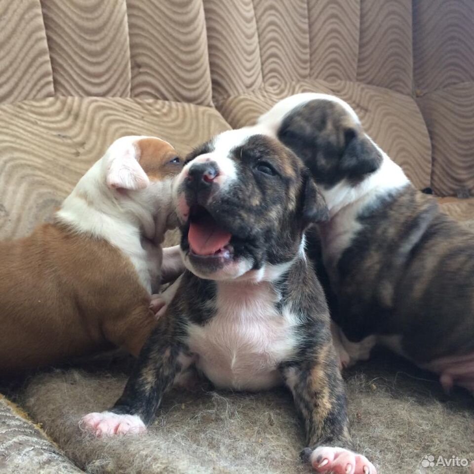 Стаффордширский терьер