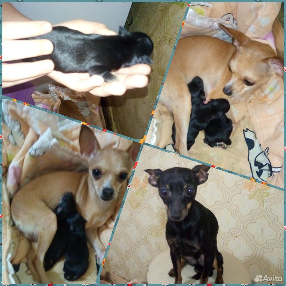 Щенок той- терьера