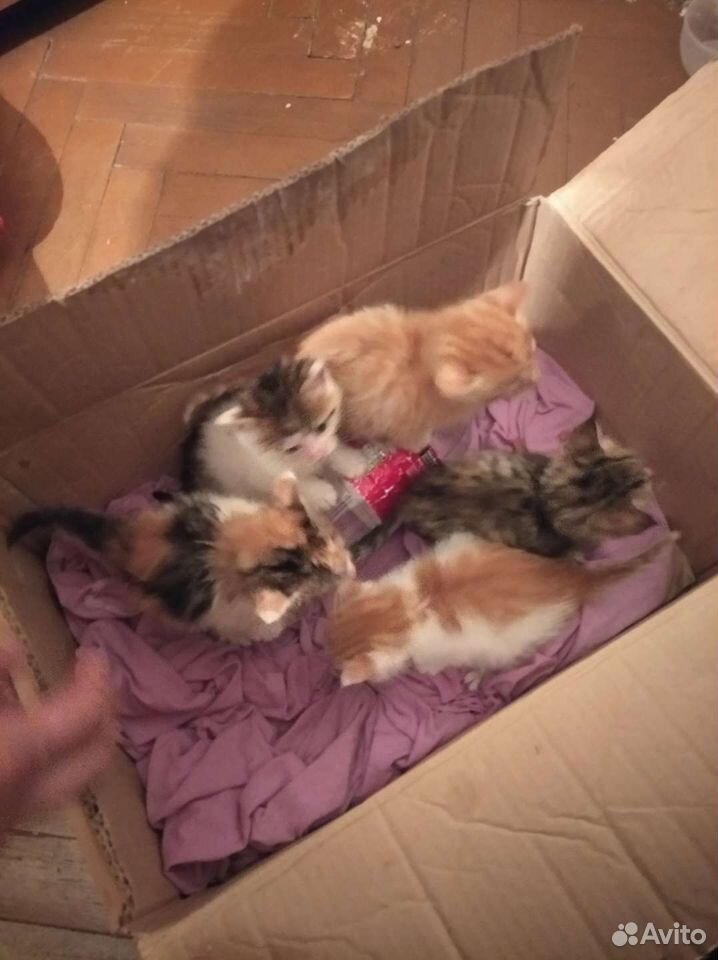 Отдам котят