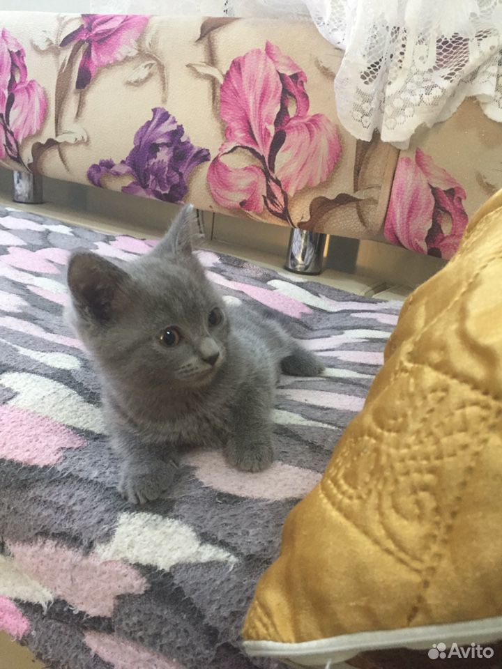 Котята мальчик и девочка британцы