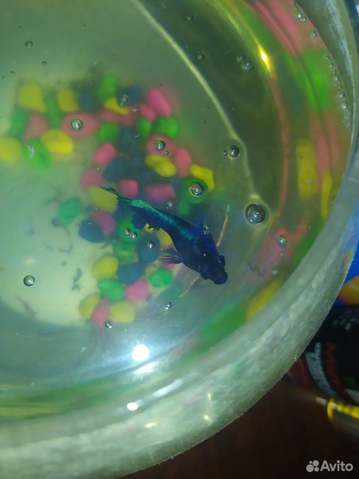 Аквариум 10л с 2мя петушками бесплатно