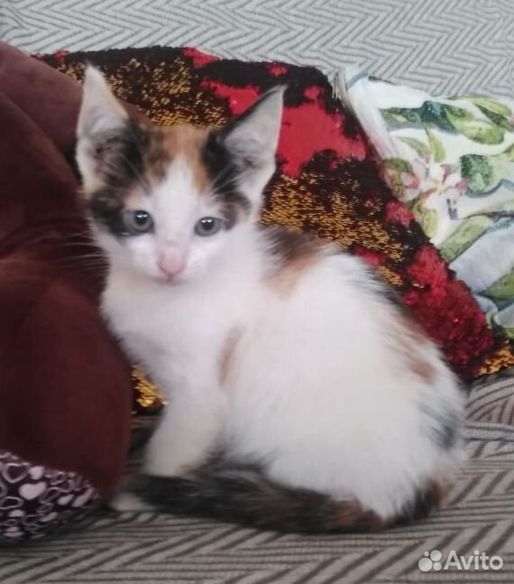 Трехцветный котенок лариска