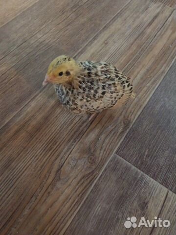 Перепелята Фениксы