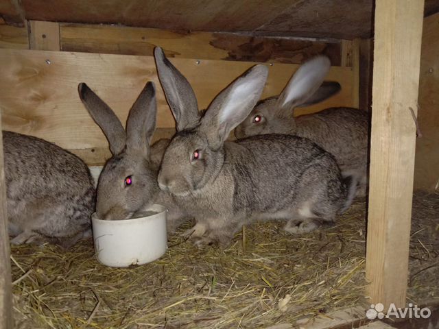 Бельгийский фландр