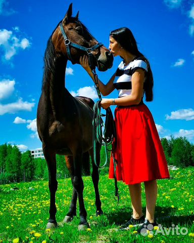 Спортивная лошадь