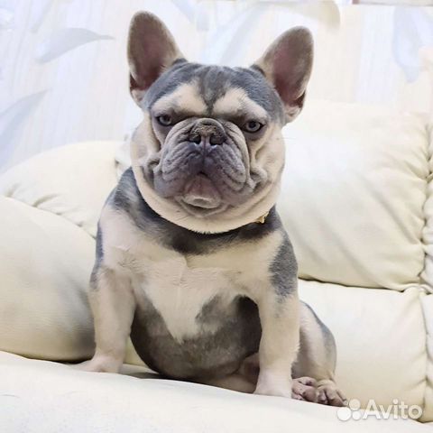 Вязка с шикарным кобелём lilac tan квадро